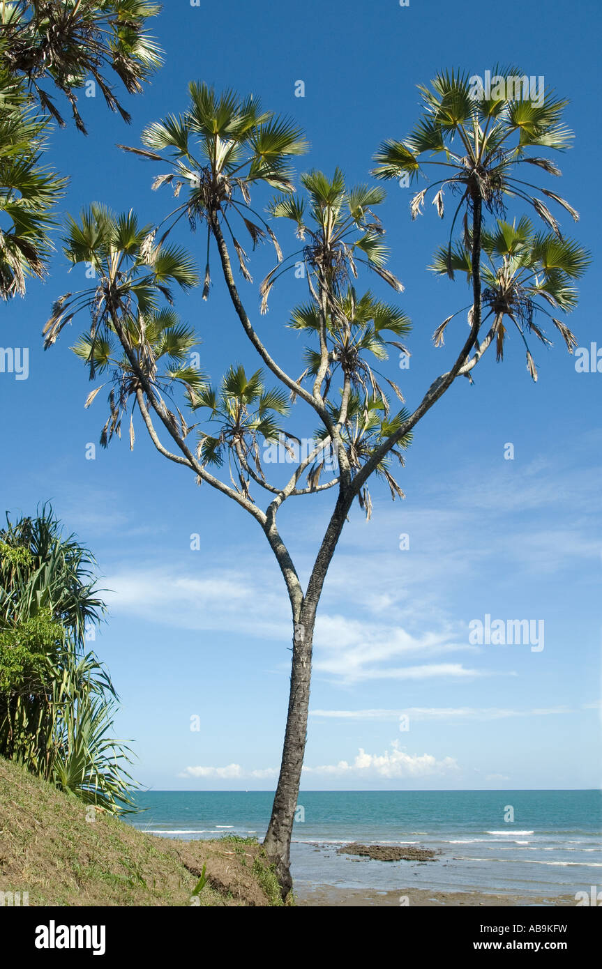 Doum palm Hyphaene thebaica - palm with branched stem Stock Photo - Alamy
