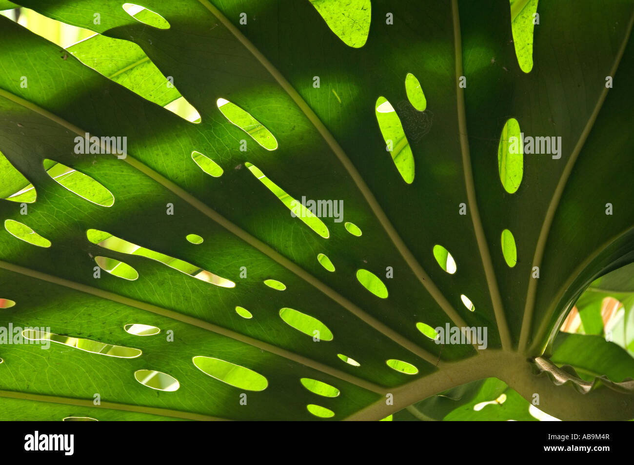 Monstera deliciosa hi-res stock photography and images - Alamy