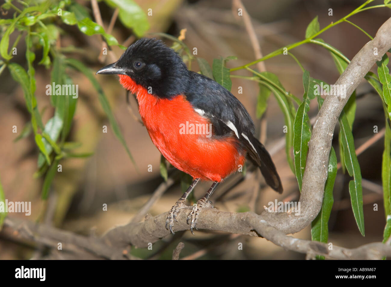 Crimson breasted shrike Stock Photo - Alamy