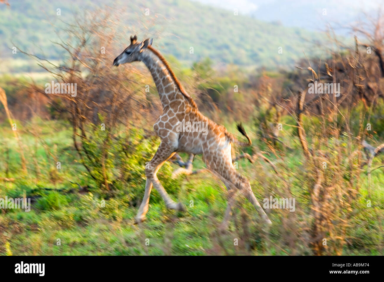 Baby Giraffe Running Stock Photos & Baby Giraffe Running Stock Images ...
