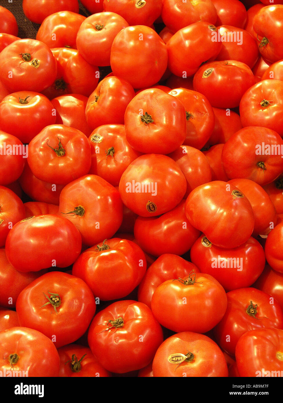 Hot House Tomatoes Stock Photo - Alamy