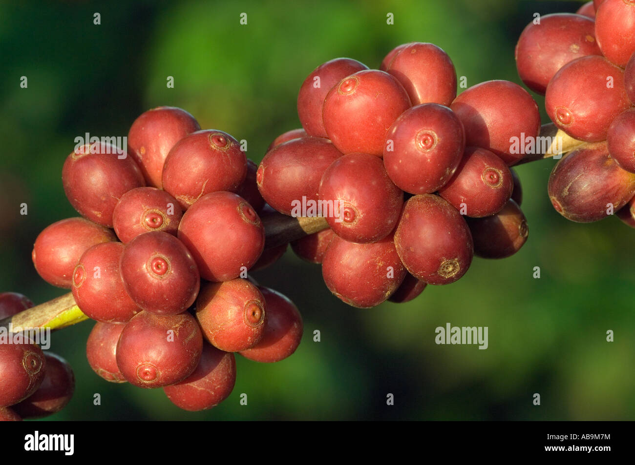 Cluster of ripe, red Coffee berries, ready to be harvested, Coffea ...