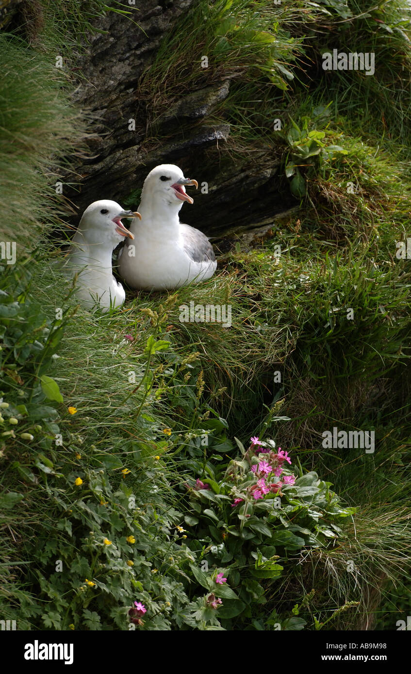 Pair of Fulmar on grassy ledge Shetland UK Stock Photo - Alamy