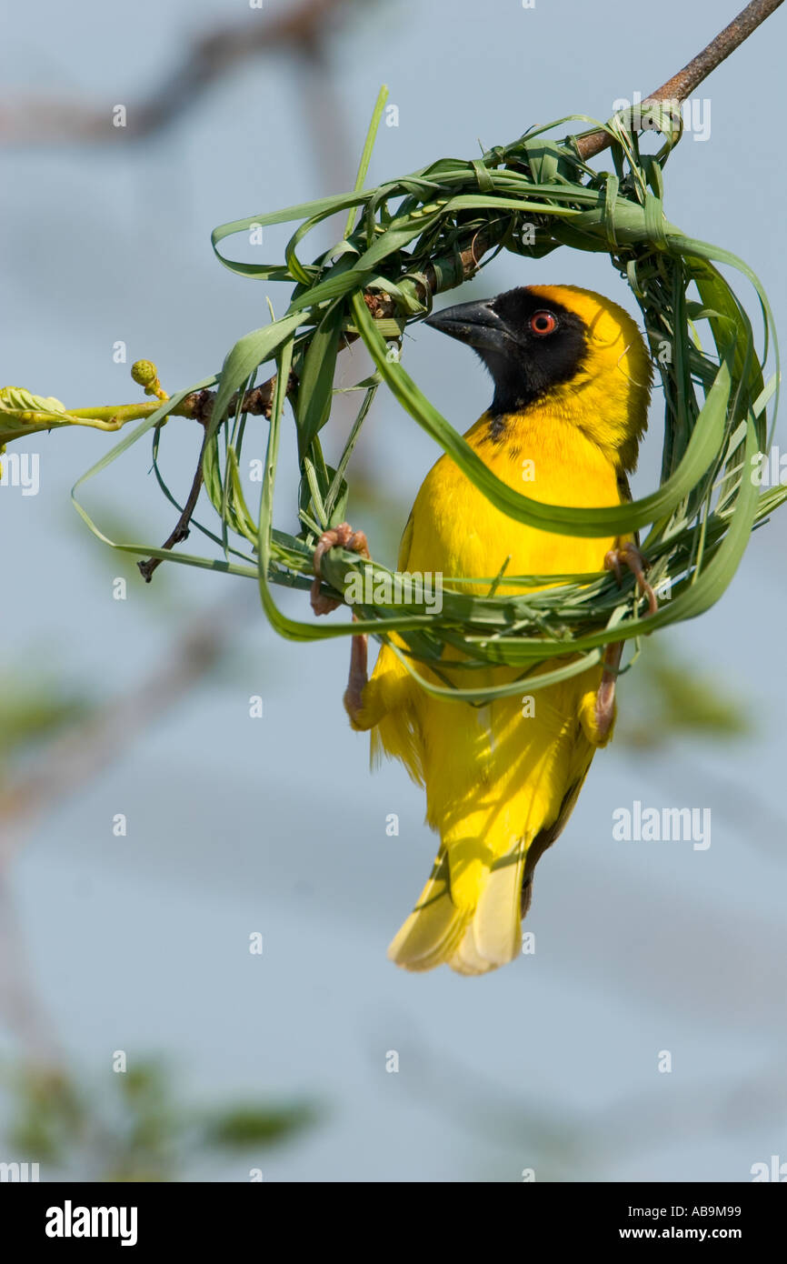 Masked weaver lesser ploceus intermedius building nest Stock Photo - Alamy