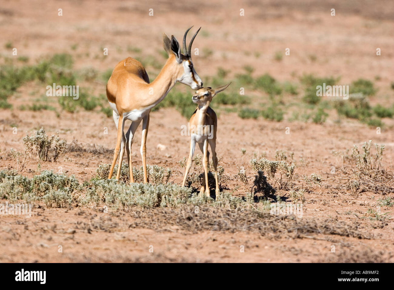 Springbok with newborn baby Stock Photo - Alamy
