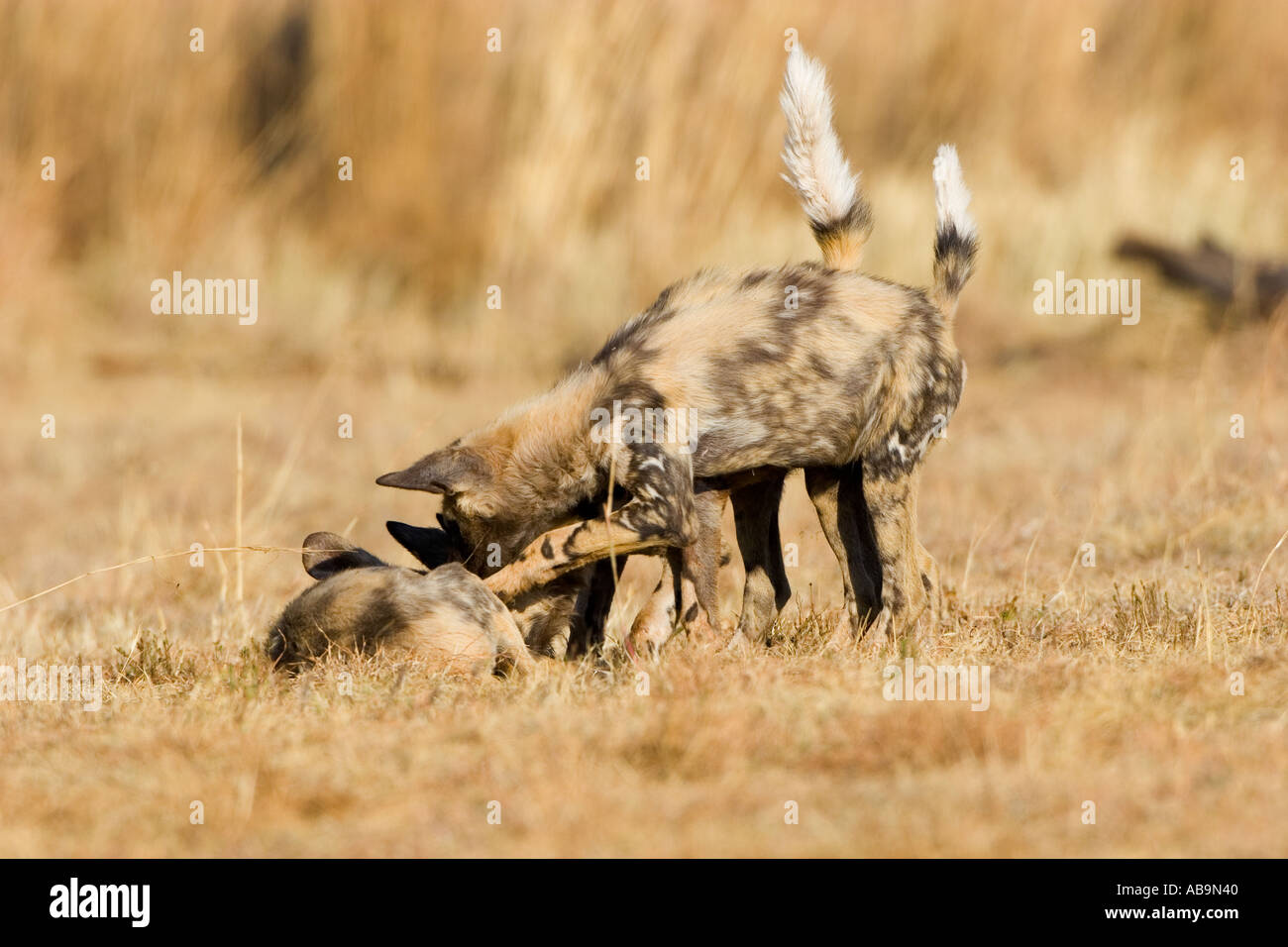 Wild dog African hunting dog painted dog Stock Photo - Alamy