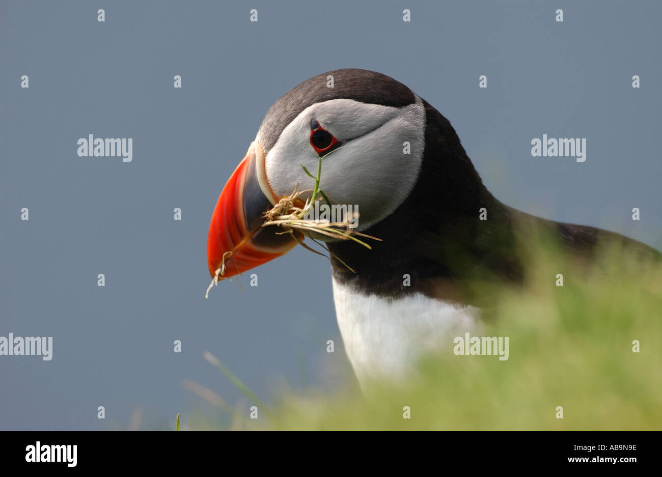 Puffin collecting nesting material Shetland UK Stock Photo - Alamy