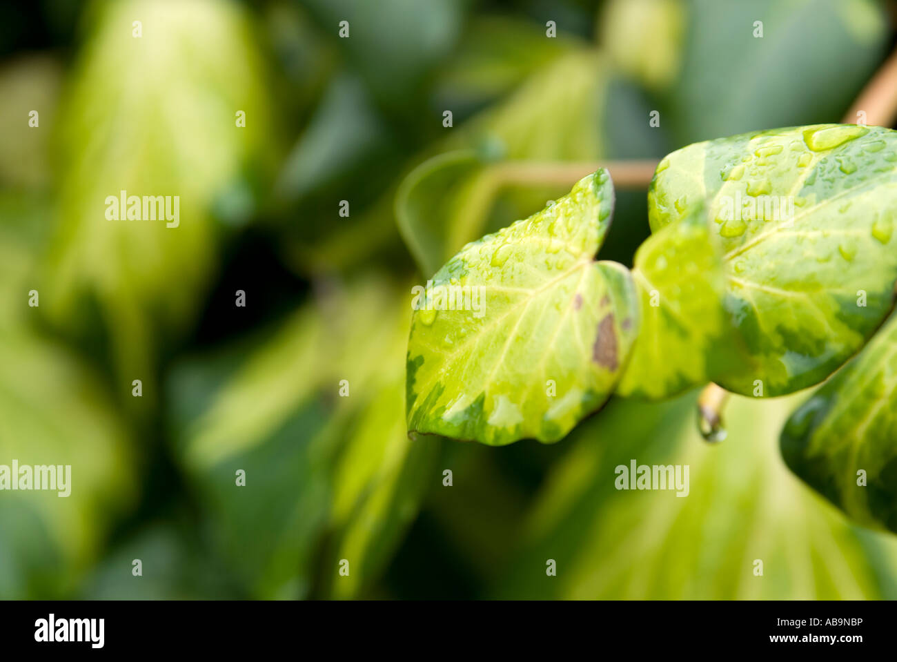 gold ivy golden ivy leaf Stock Photo - Alamy
