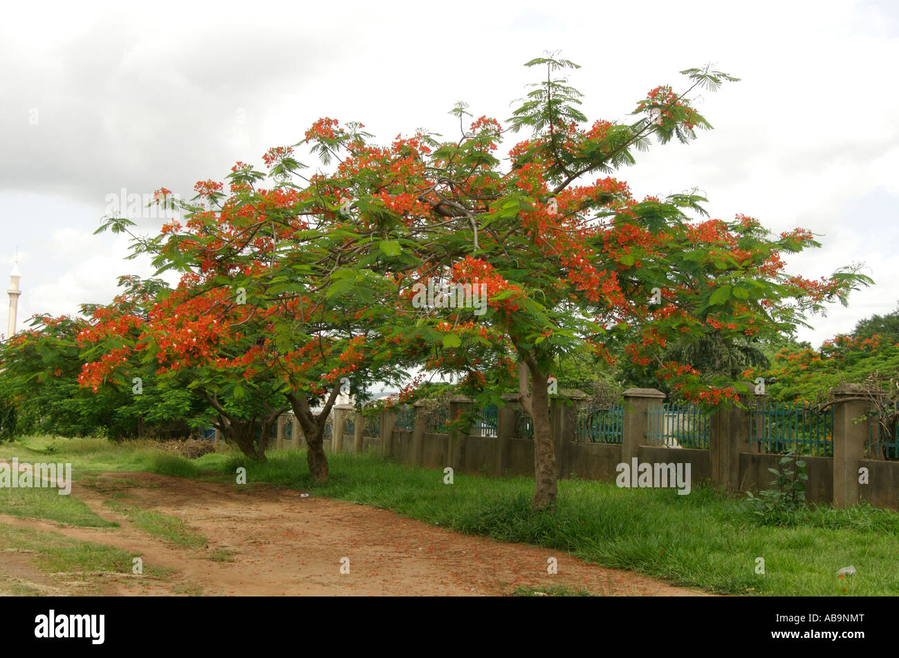 Royal Poinciana flamboyant Flame tree Stock Photo - Alamy