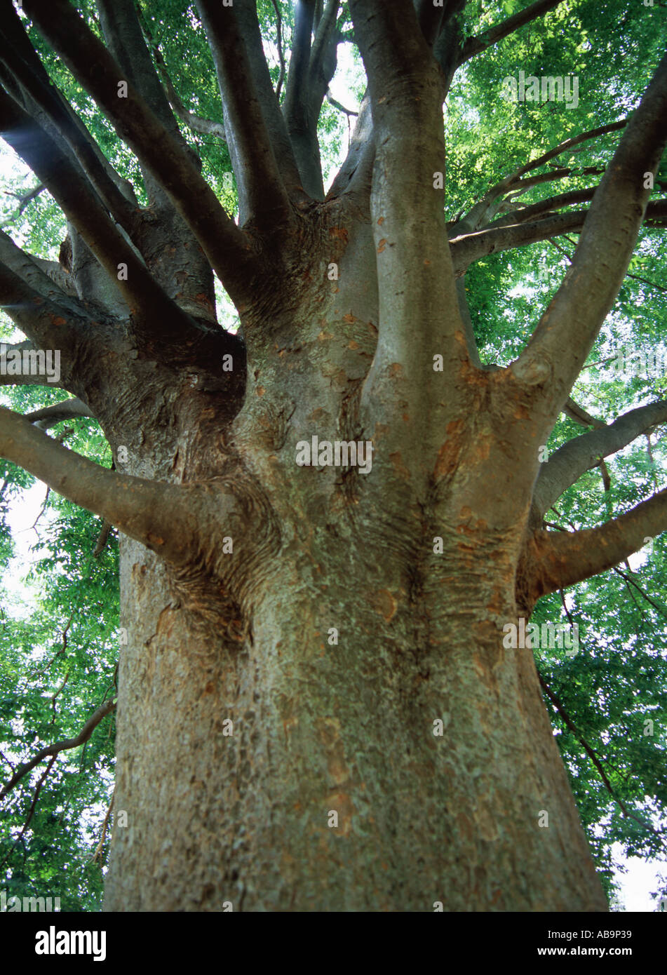 Tokyo japan bark tree hi-res stock photography and images - Alamy