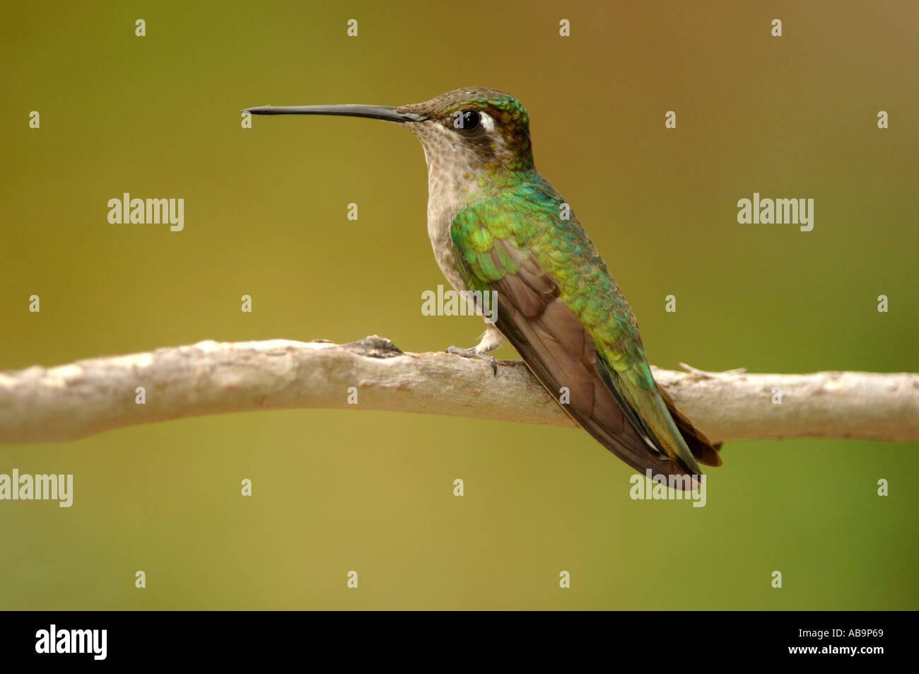 Female Magnificent Hummingbird resting on branch Arizona USA Stock Photo - Alamy