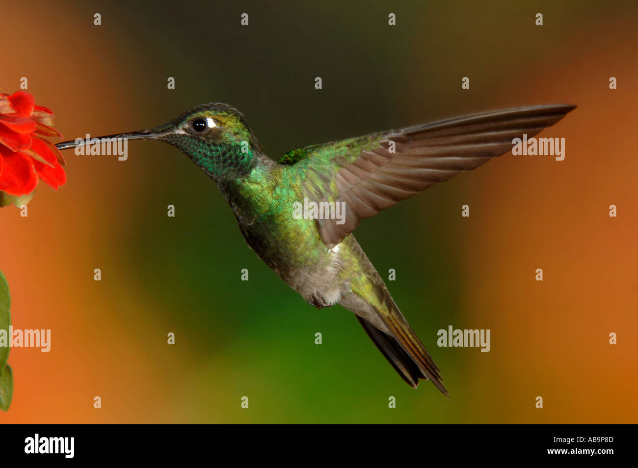 Male Magnificent Hummingbird feeding Arizona USA Stock Photo - Alamy