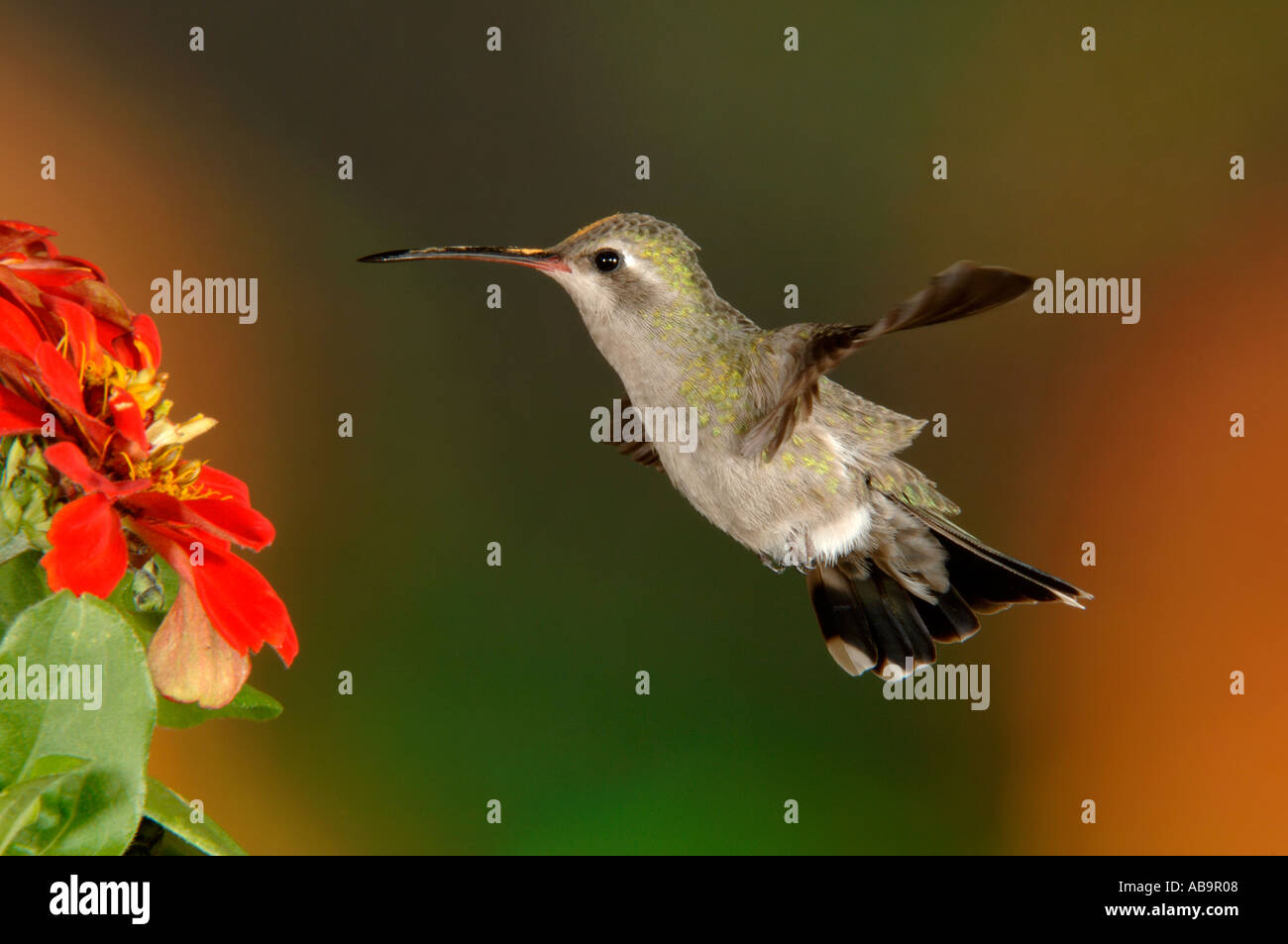 Female Broad billed Hummingbird in flight Arizona USA Stock Photo - Alamy