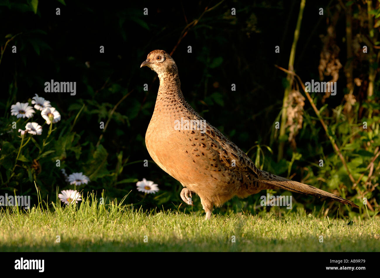 Common Pheasant female Stock Photo - Alamy