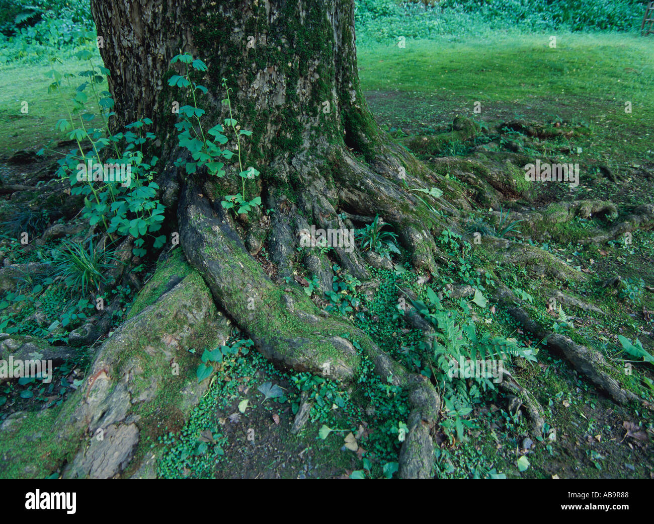 Ginkgo biloba bark hi-res stock photography and images - Alamy