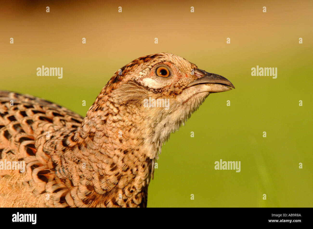 Common Pheasant female close up Stock Photo - Alamy
