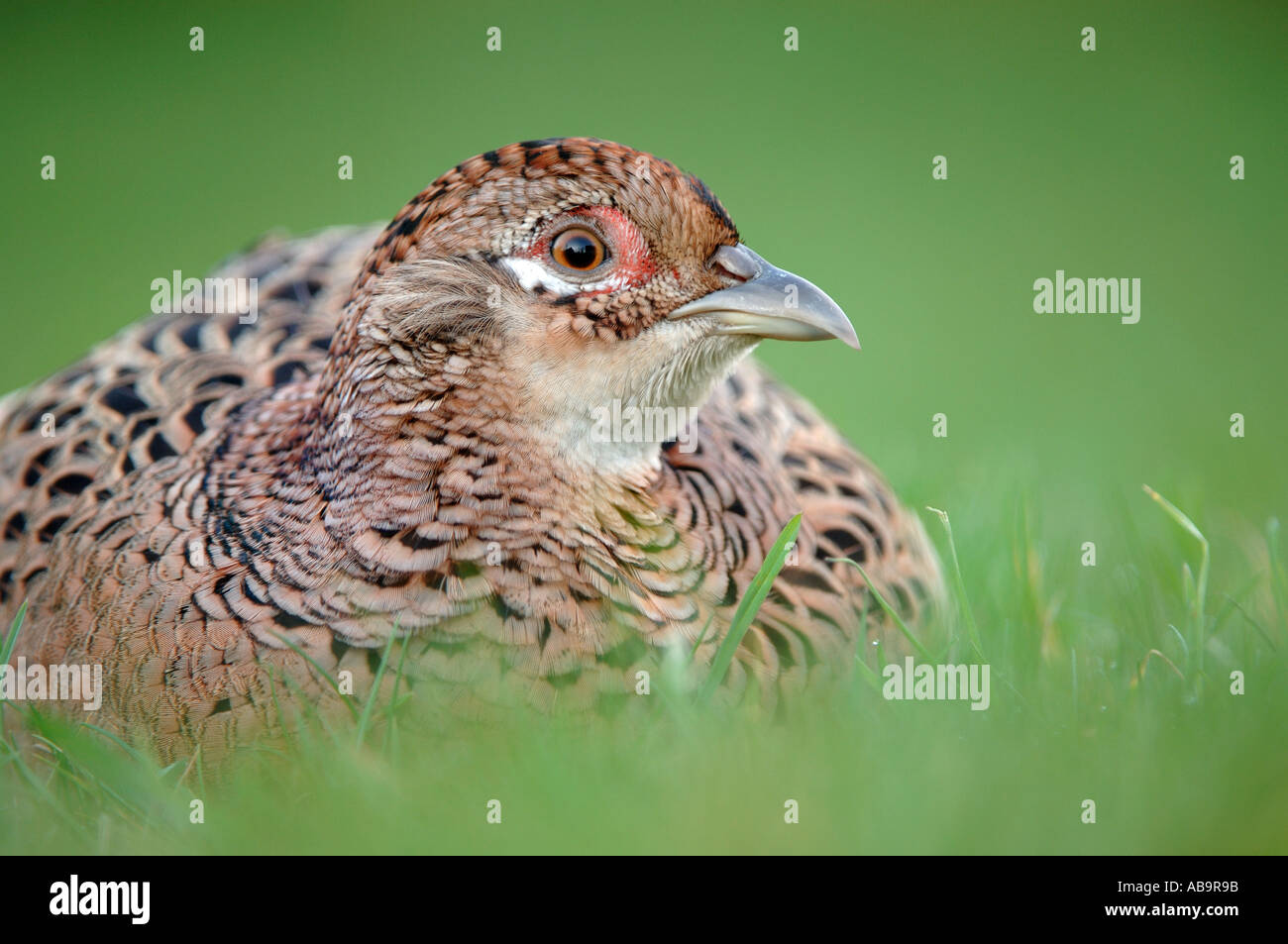 Common Pheasant female close up in grass Stock Photo - Alamy