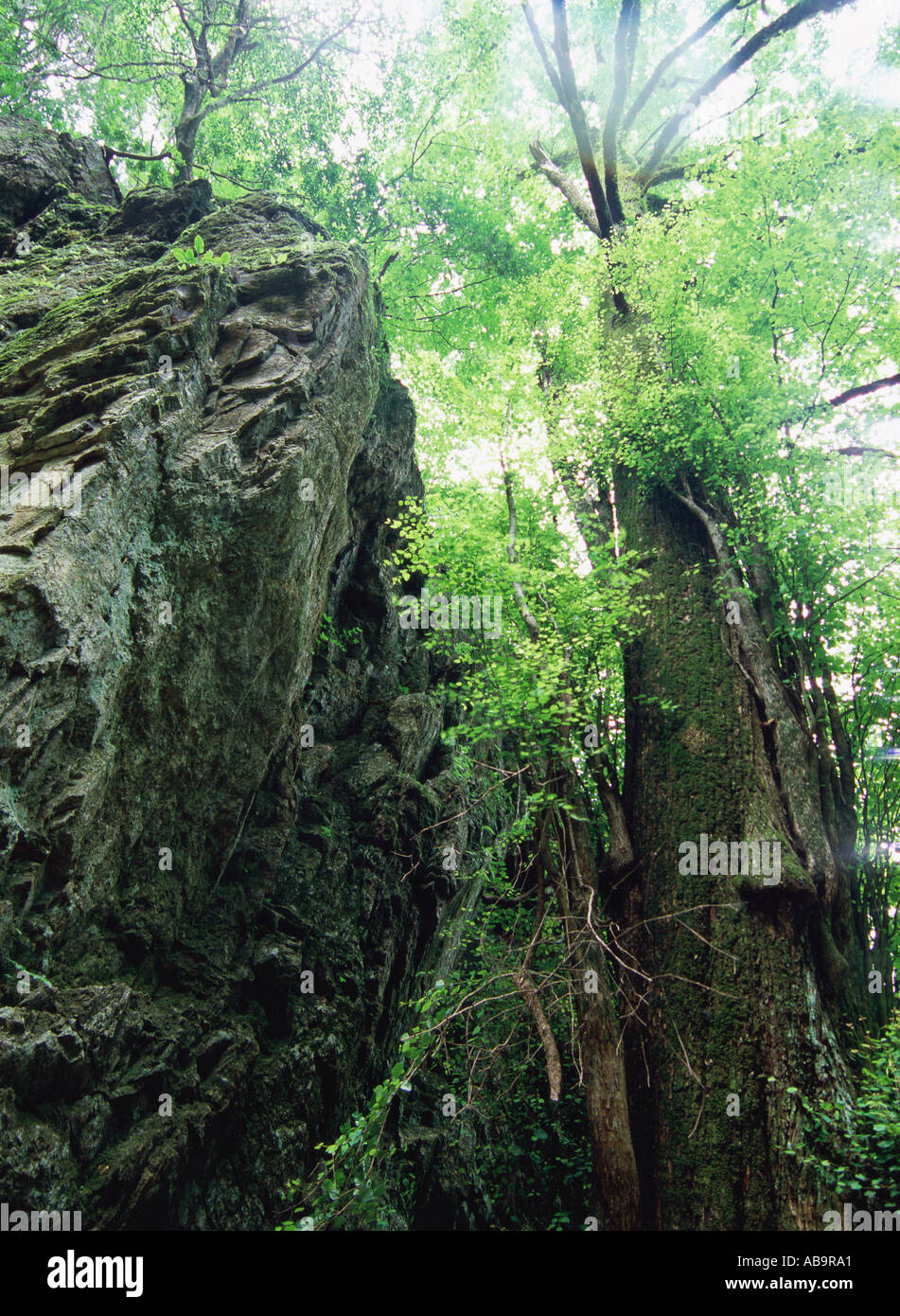 Japanese judas tree hi-res stock photography and images - Alamy