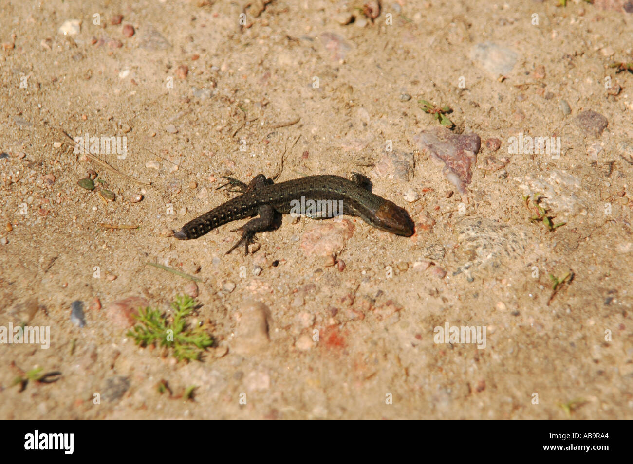 Lizard on a sand Stock Photo - Alamy