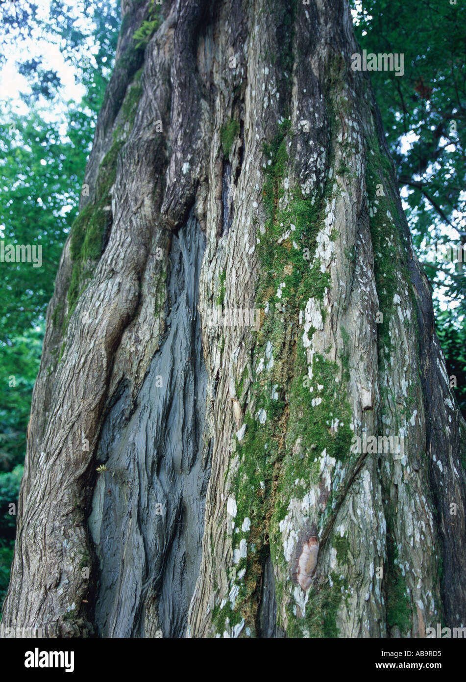 Torreya tree hi-res stock photography and images - Alamy