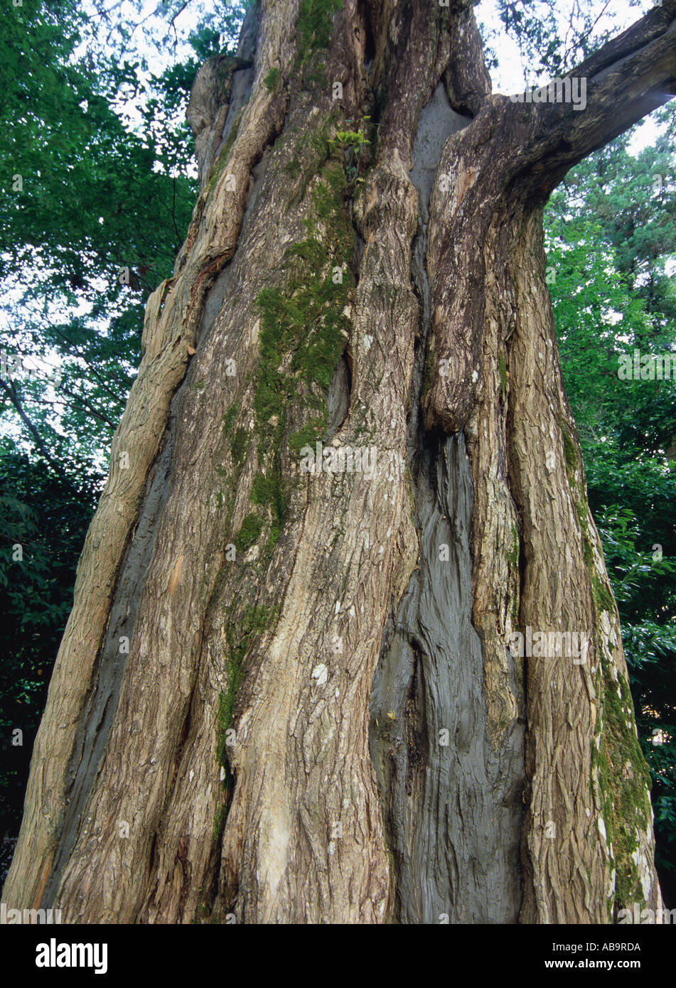 Torreya tree hi-res stock photography and images - Alamy