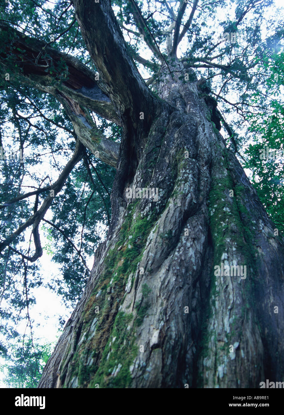 Torreya tree hi-res stock photography and images - Alamy