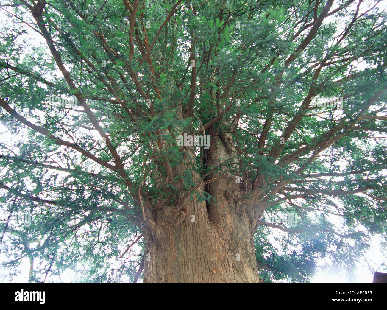 Torreya tree hi-res stock photography and images - Alamy