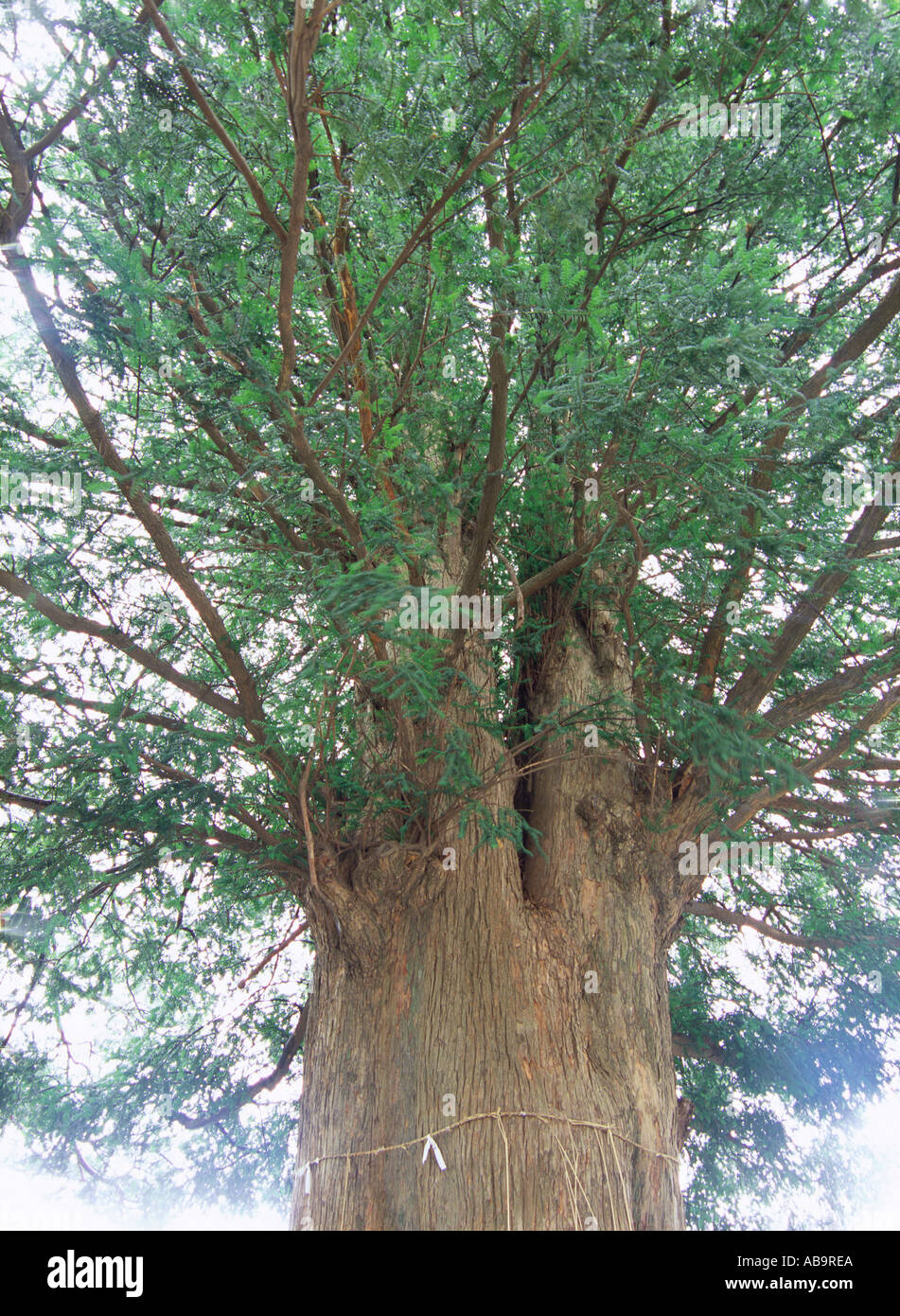 Torreya tree hi-res stock photography and images - Alamy