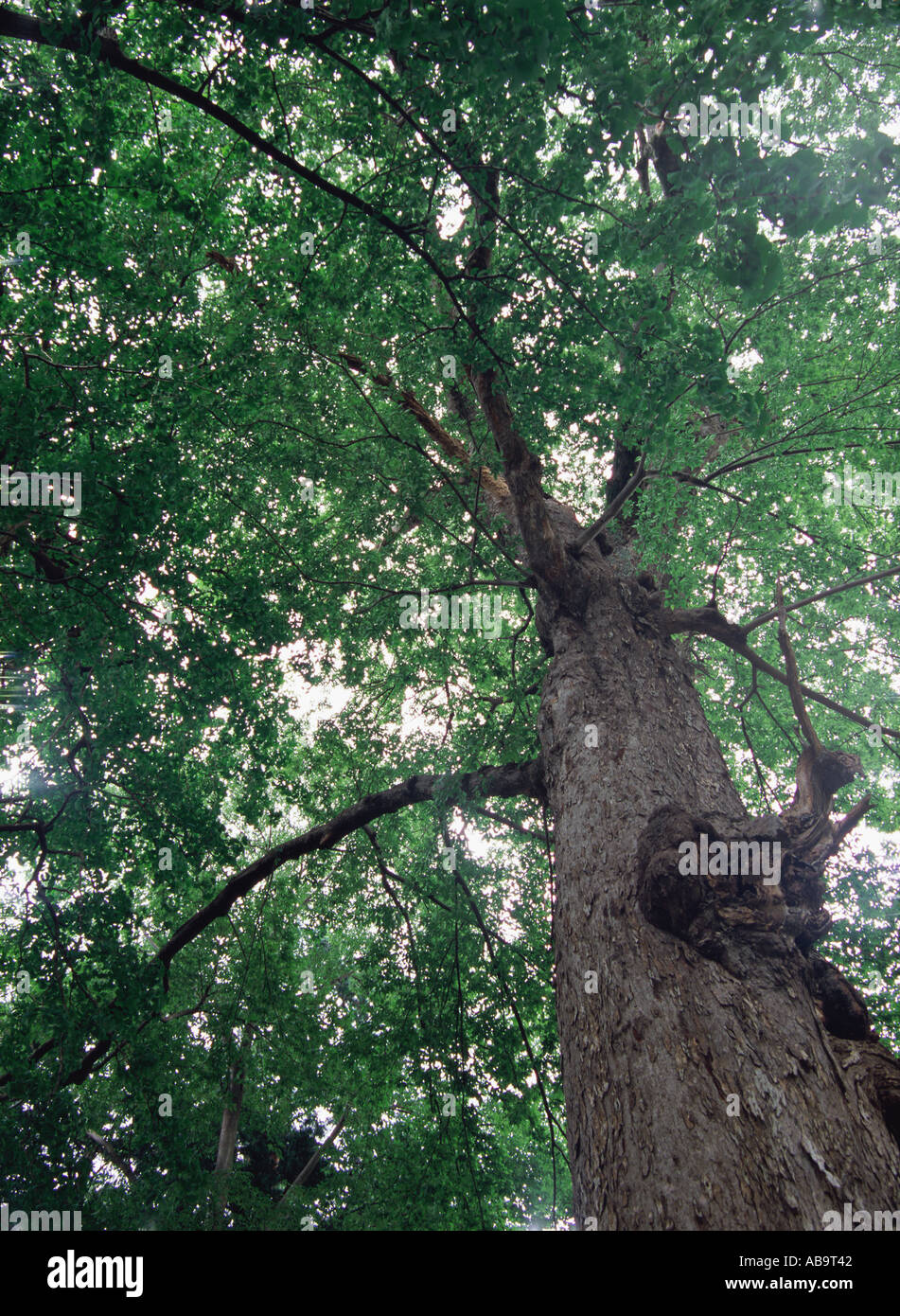 Aphananthe aspera hi-res stock photography and images - Alamy