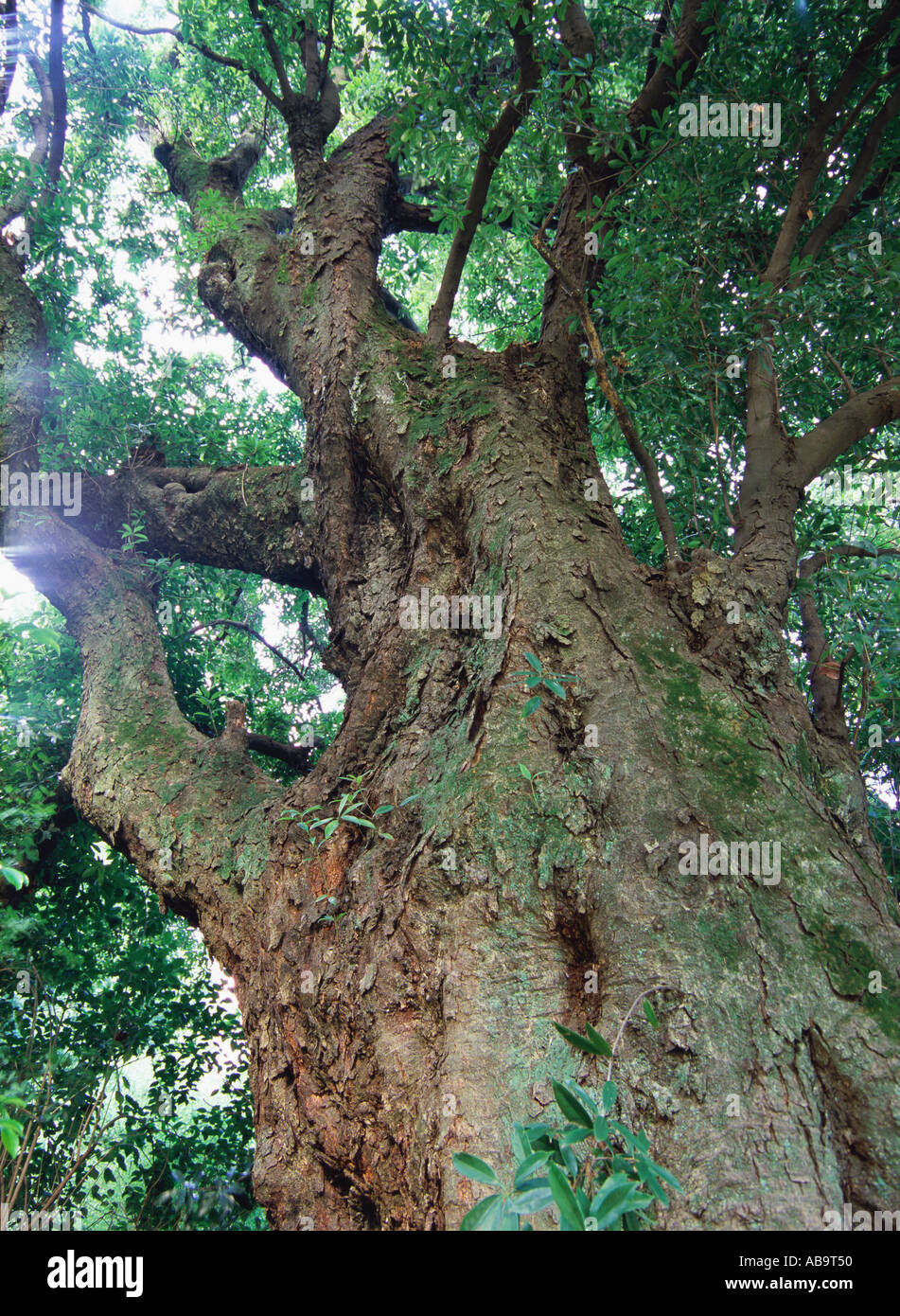 Takaoyamensis hi-res stock photography and images - Alamy