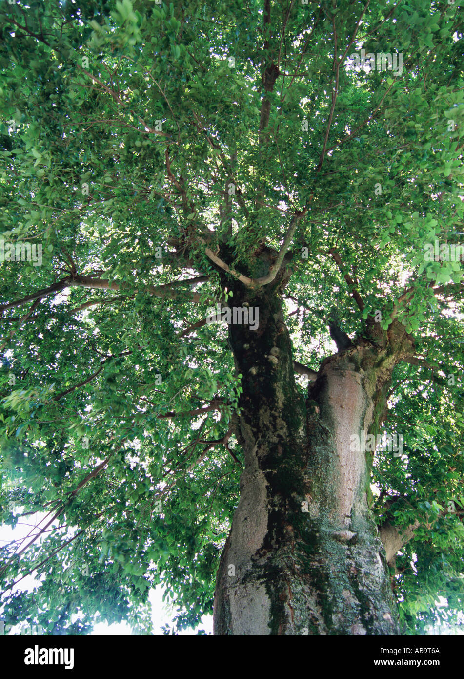 Chinese hackberry celtis sinensis hi-res stock photography and images ...