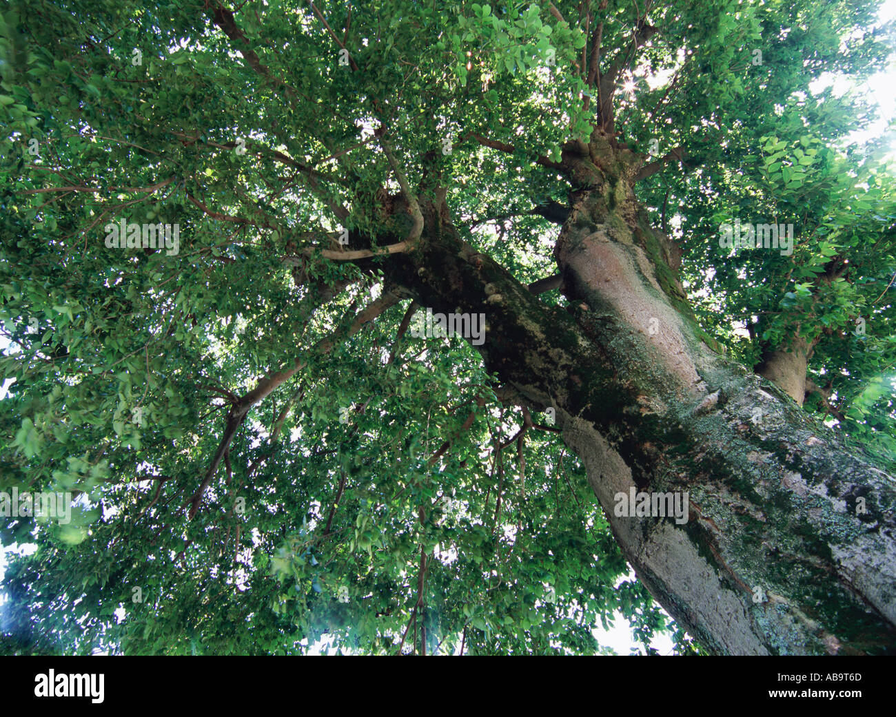 Chinese hackberry celtis sinensis hi-res stock photography and images ...
