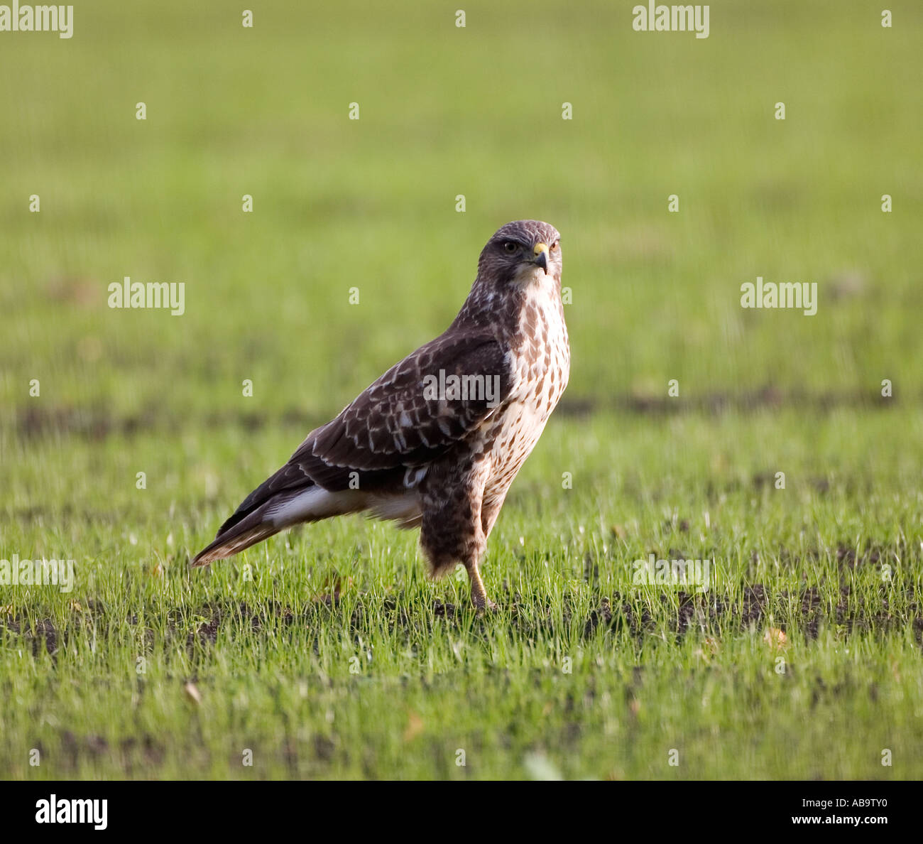 Common buzzard hunting for earthworms in autumn Stock Photo - Alamy