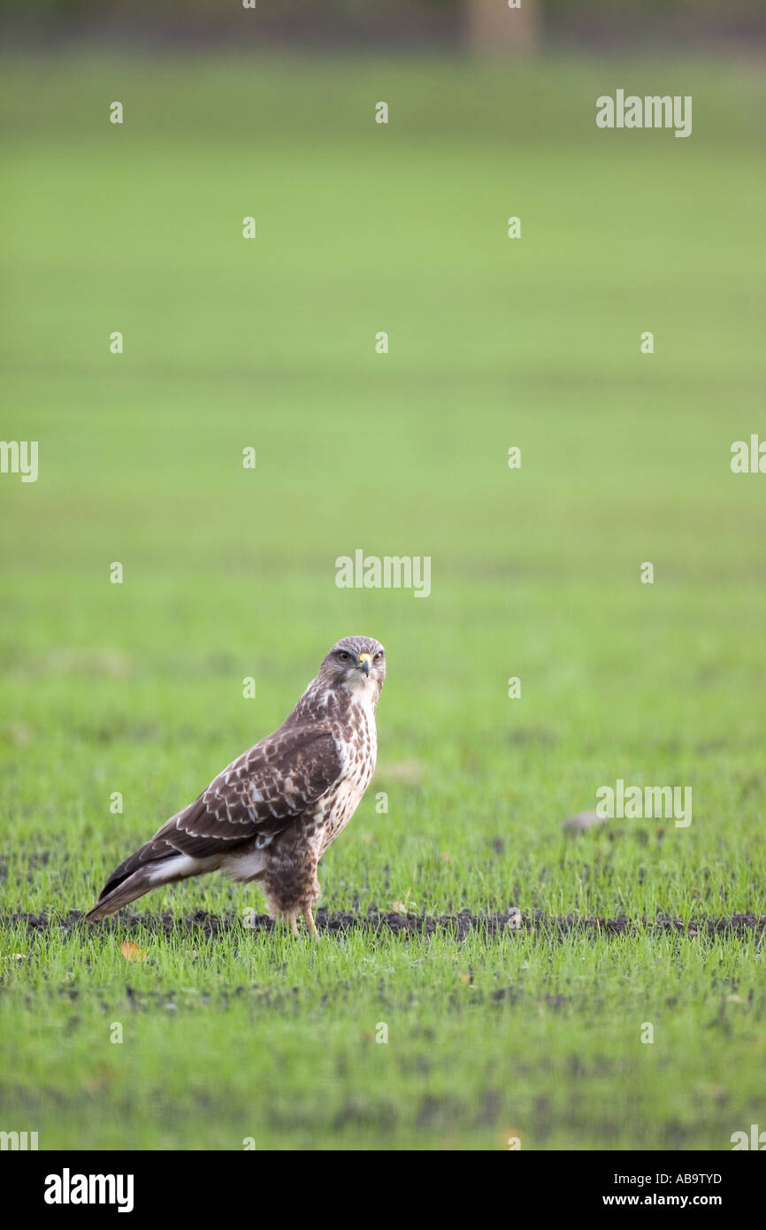 Buzzard hunting hi-res stock photography and images - Alamy