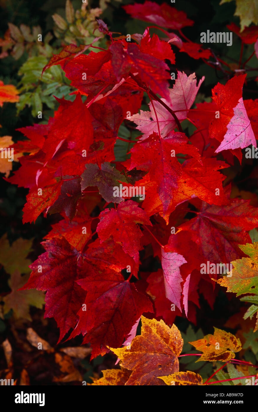 Fall colors at cape breton hi-res stock photography and images - Alamy