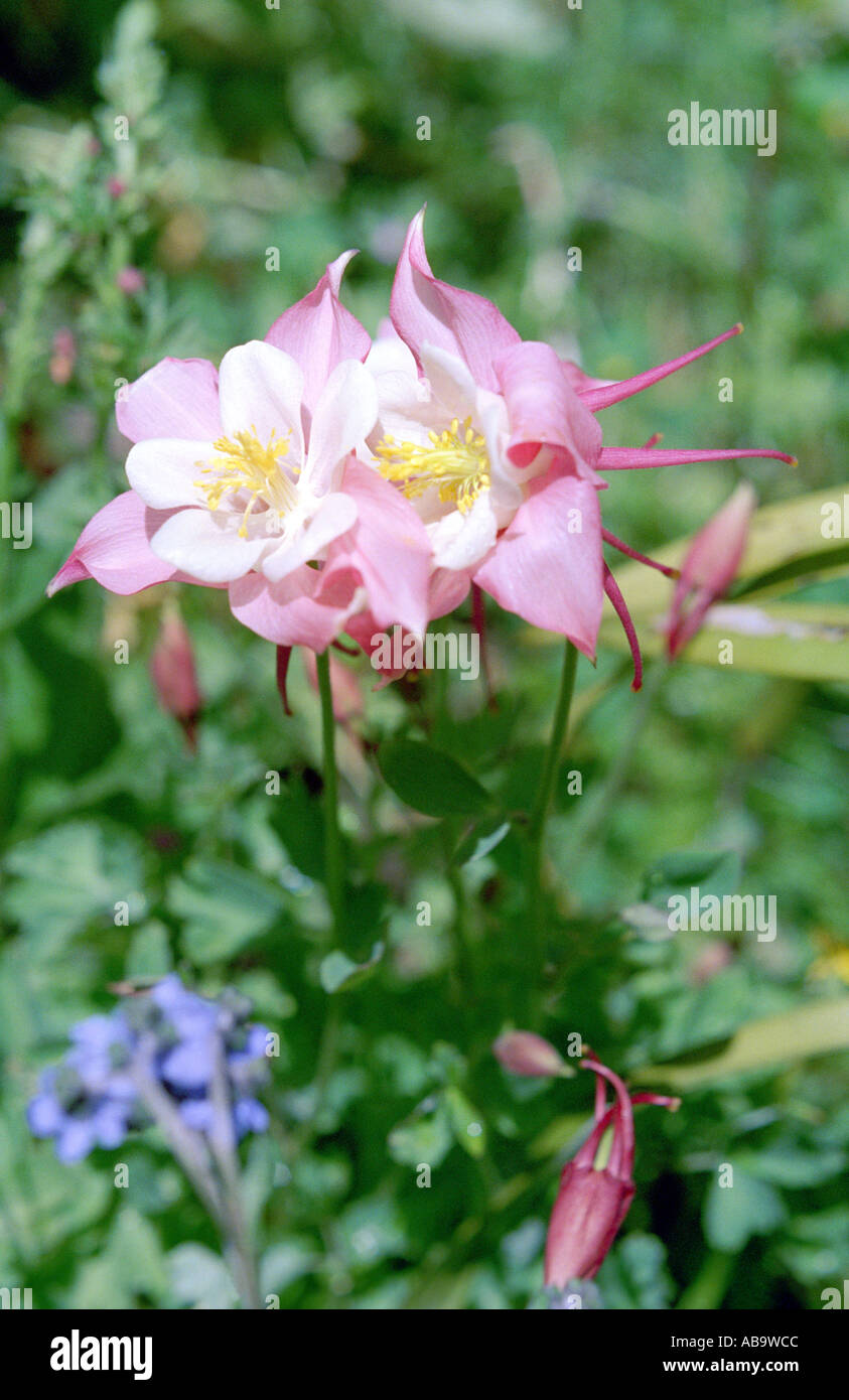 Columbine like hi-res stock photography and images - Alamy