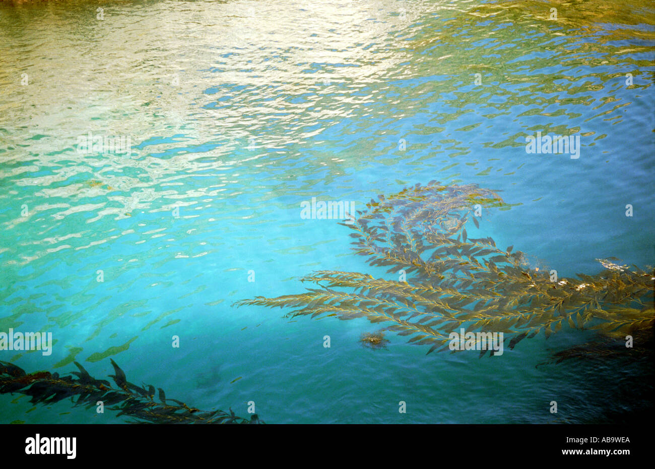 Drift kelp hi-res stock photography and images - Alamy