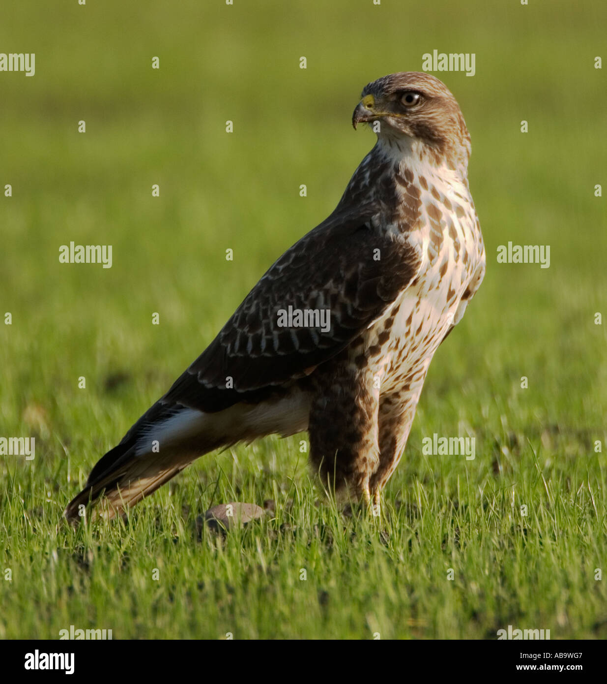 Buzzard hunting hi-res stock photography and images - Alamy