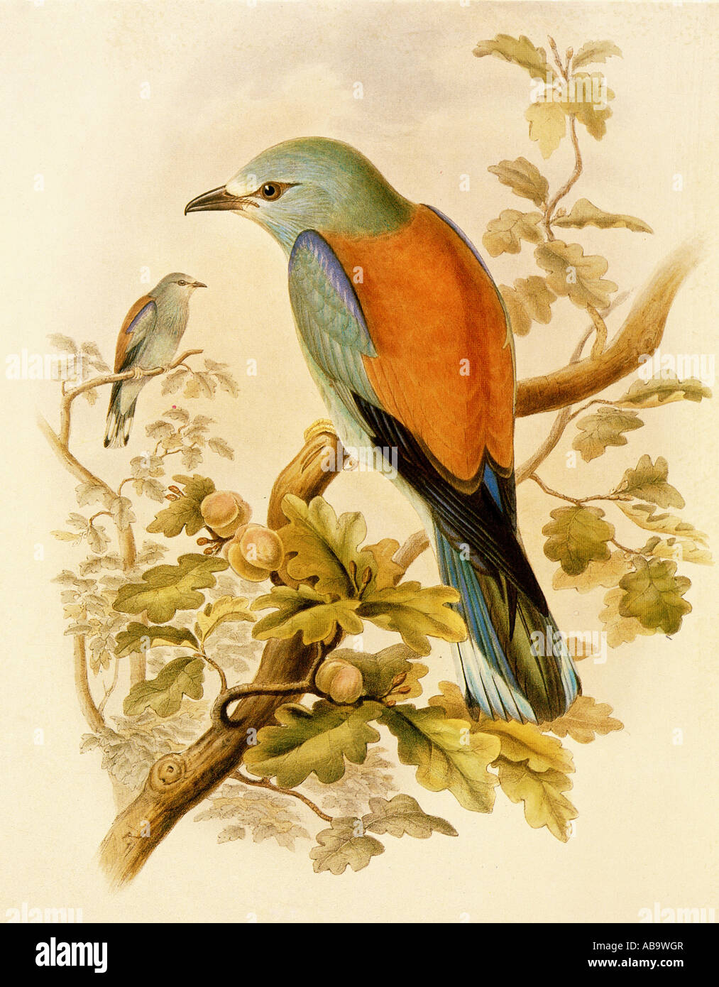 19th century lithograph of birds hi-res stock photography and images ...