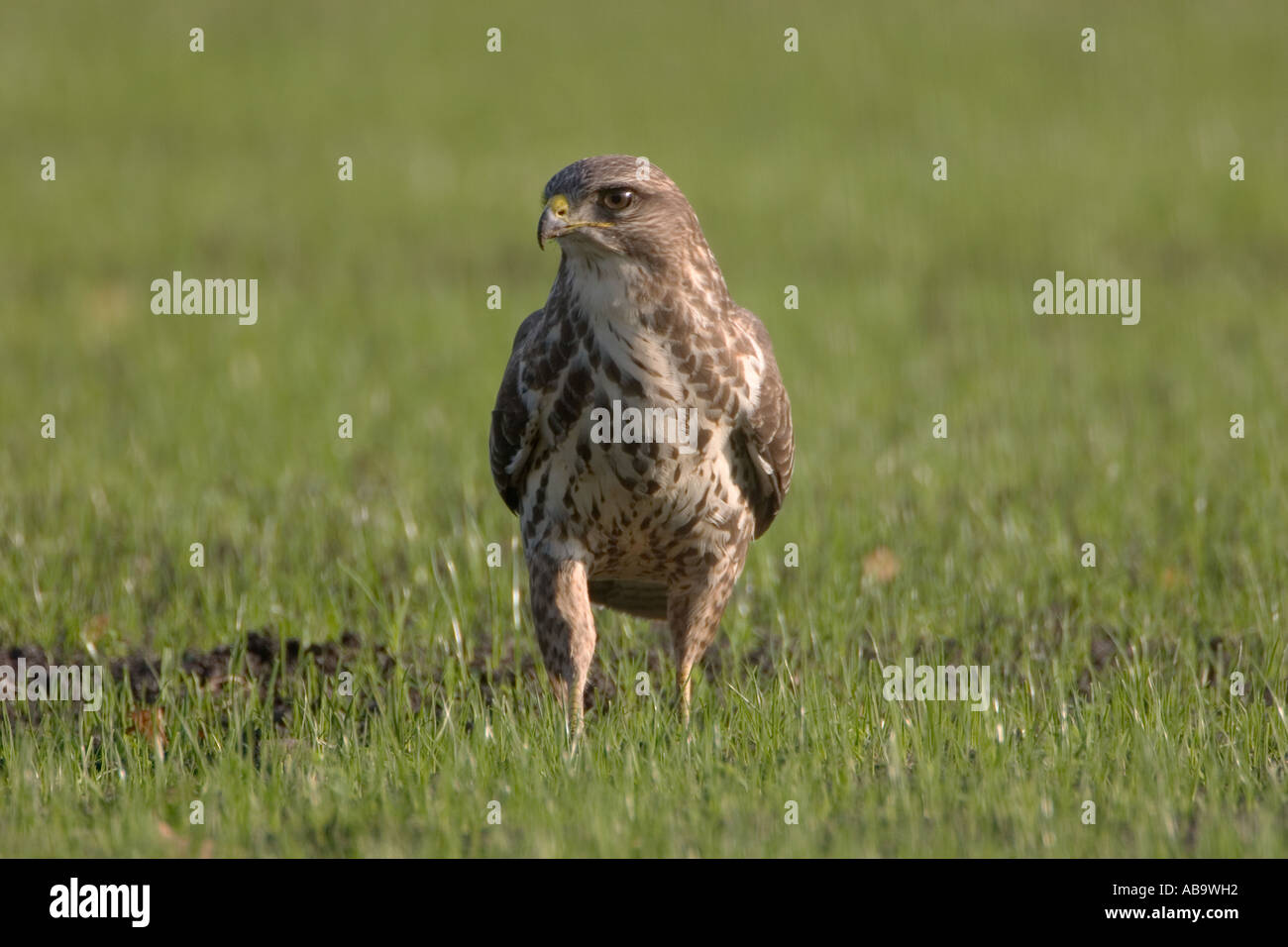 Buzzard hunting hi-res stock photography and images - Alamy