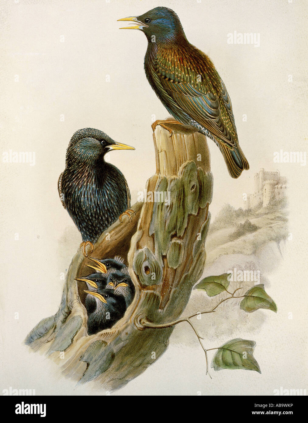 European male starling hi-res stock photography and images - Alamy