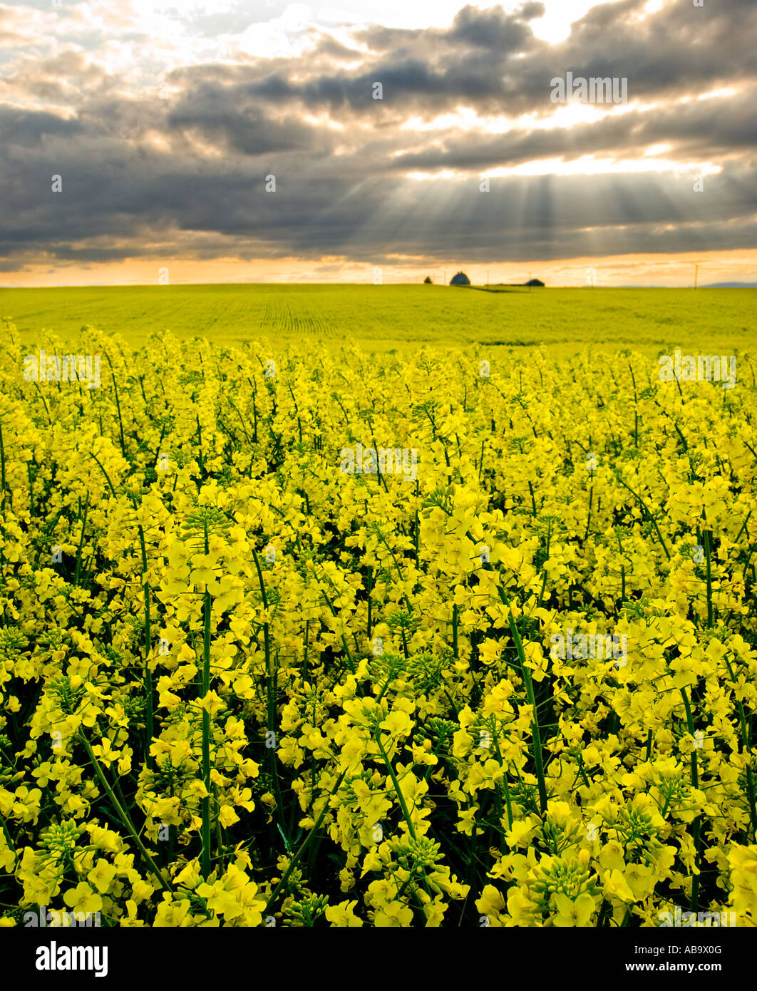 USA Idaho The beautiful canola fields on the Palouse in Northern Idaho ...