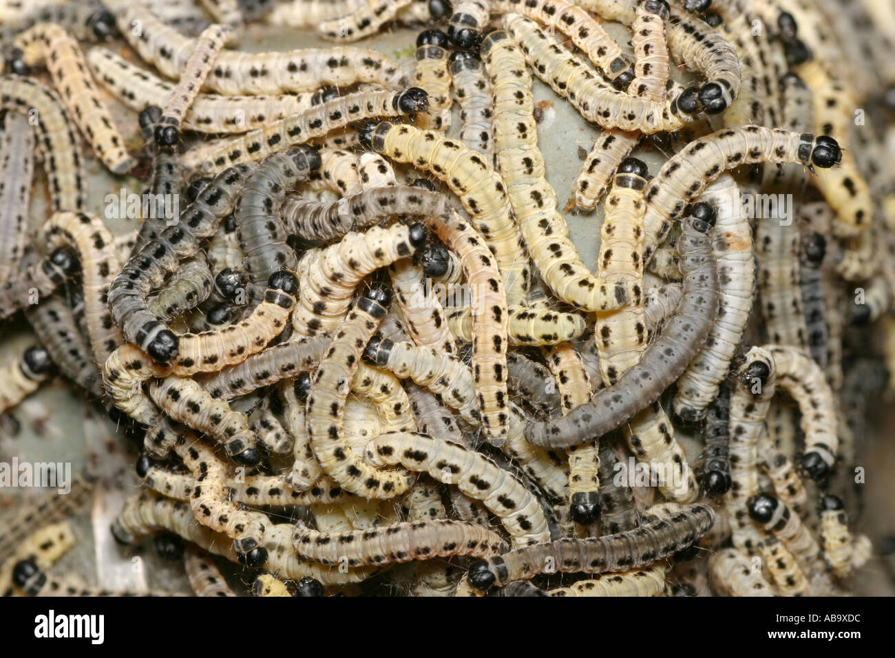 Larvae hi-res stock photography and images - Alamy