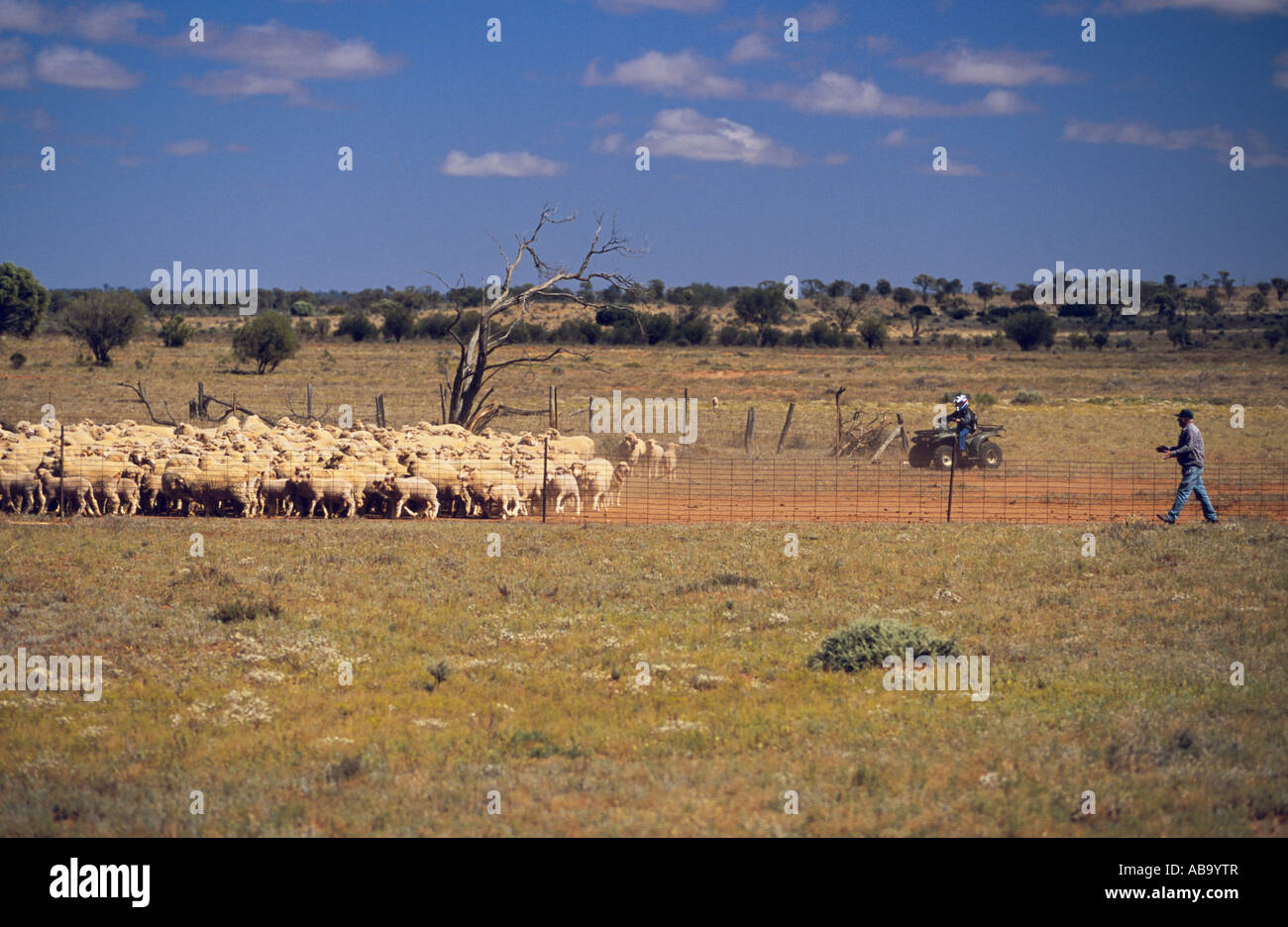 Mustering sheep Australia, horizontal Stock Photo - Alamy