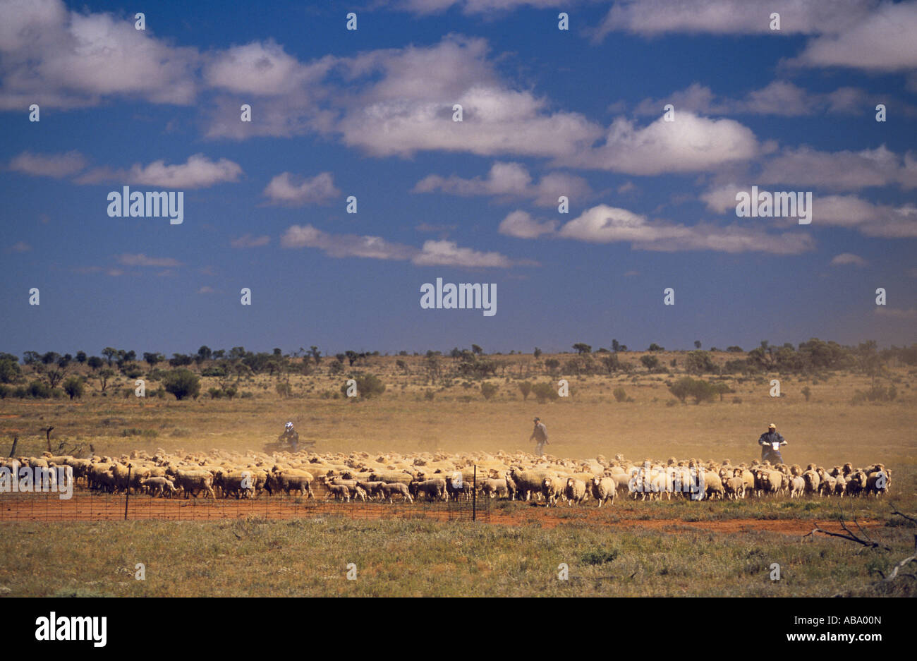 Mustering sheep using motorbikes, near Broken Hill, New South Wales ...