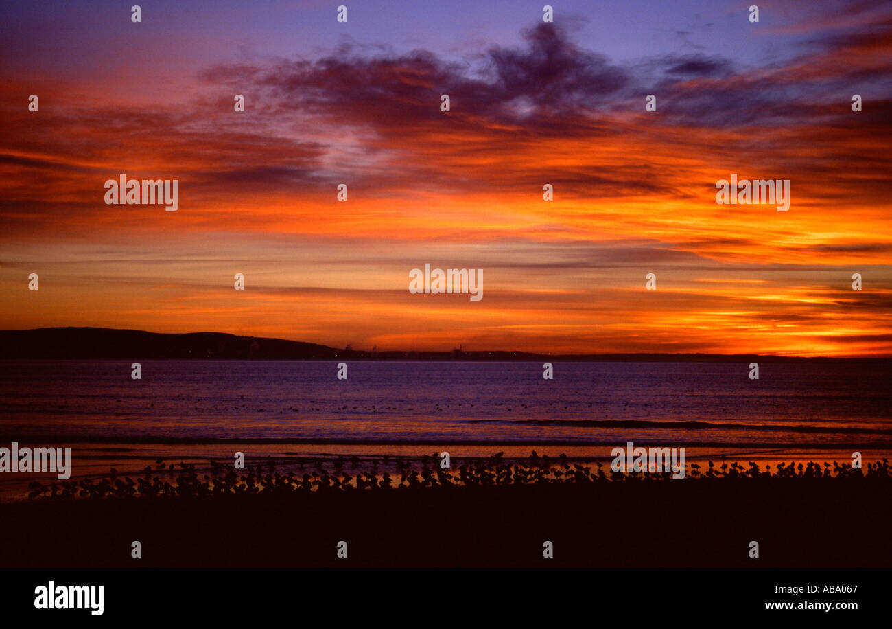 SUNRISE OVER BLACKPILL BEACH, SWANSEA BAY WITH SEABIRDS AT THEIR HIGH ...