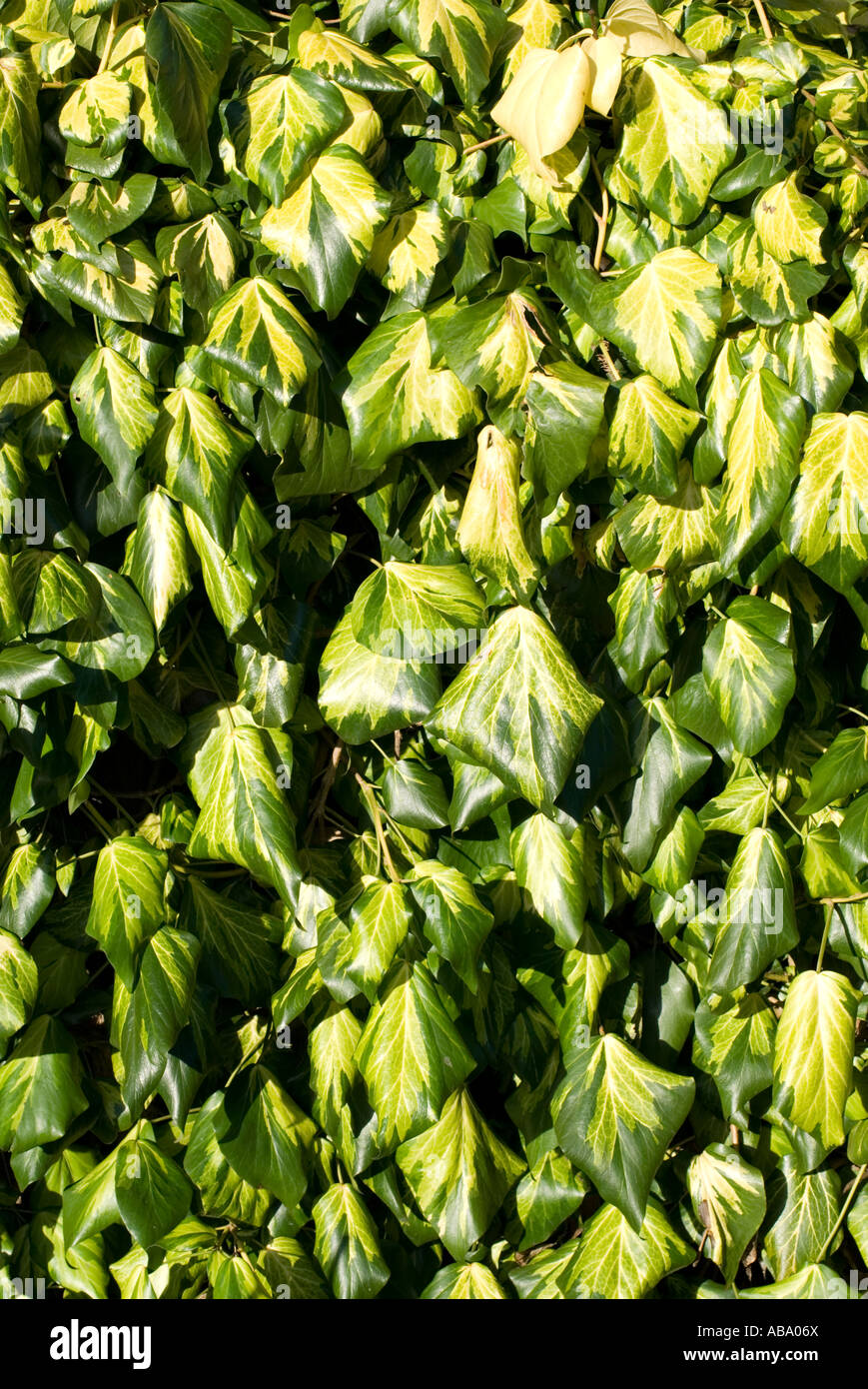 gold ivy golden ivy Stock Photo - Alamy