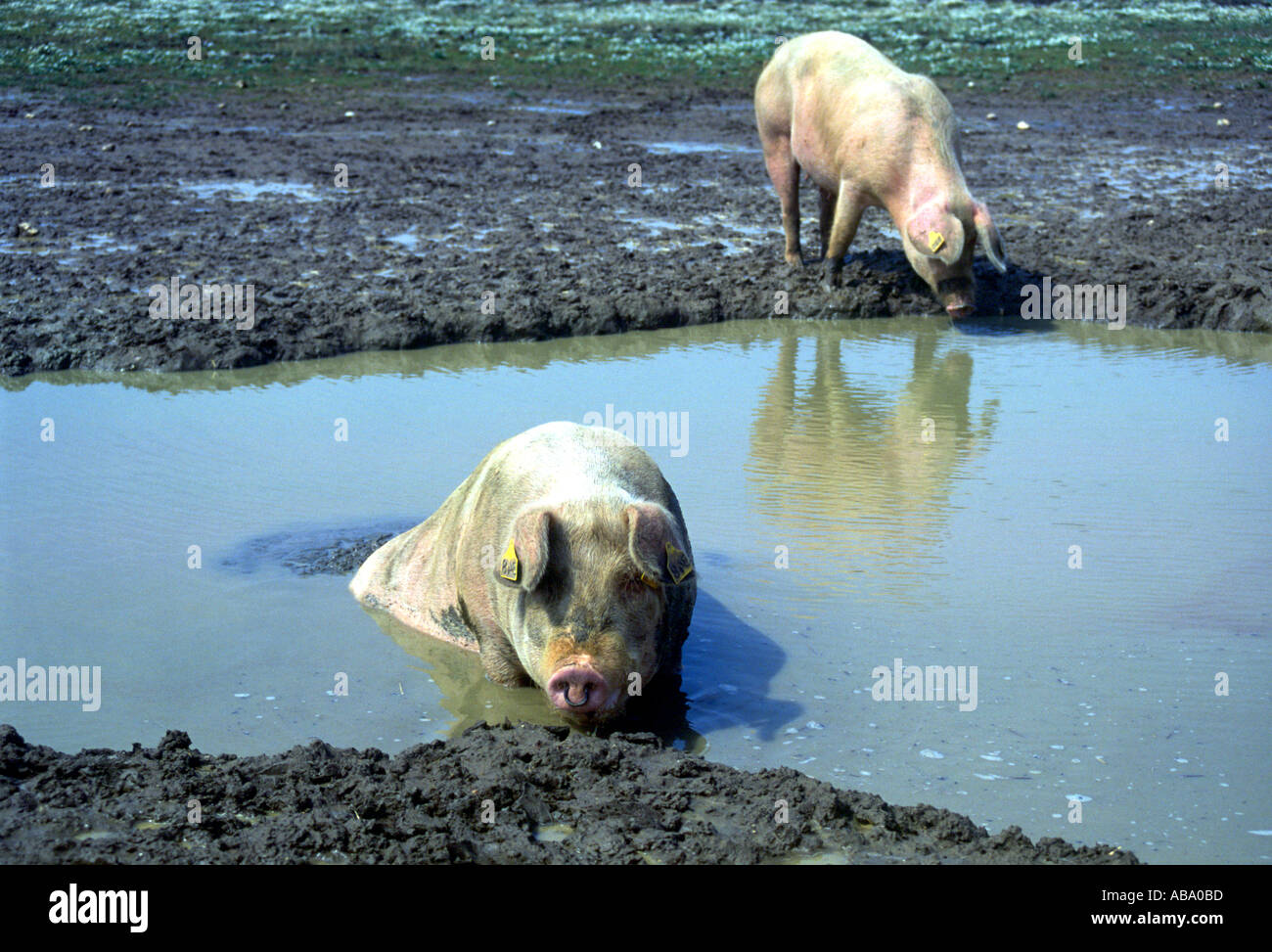 Pigs Suffolk England Europe Stock Photo - Alamy