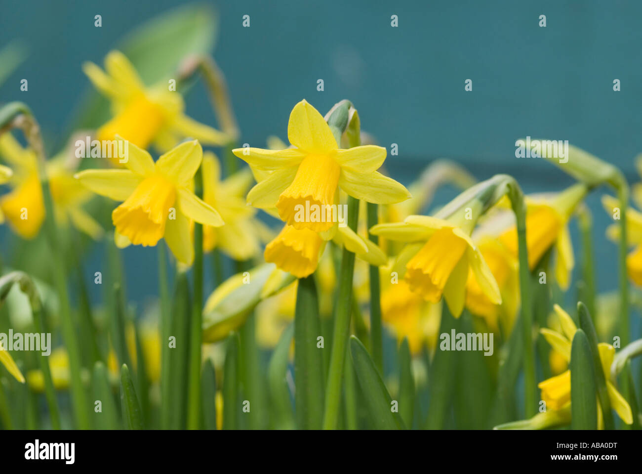 daffodil flower heads in groups of flowering plants Stock Photo - Alamy