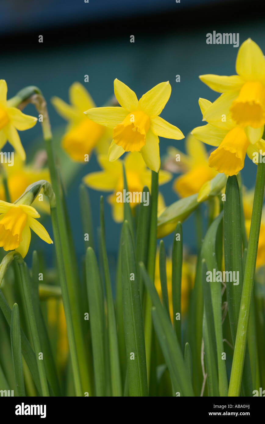 daffodil flower heads in groups of flowering plants Stock Photo - Alamy